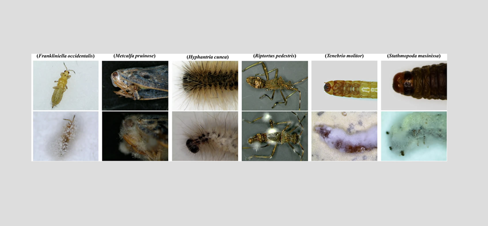 Beauveria Bassiana controlador biológico de insectos